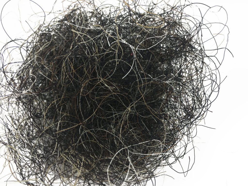 Crin animal - 43 WEST